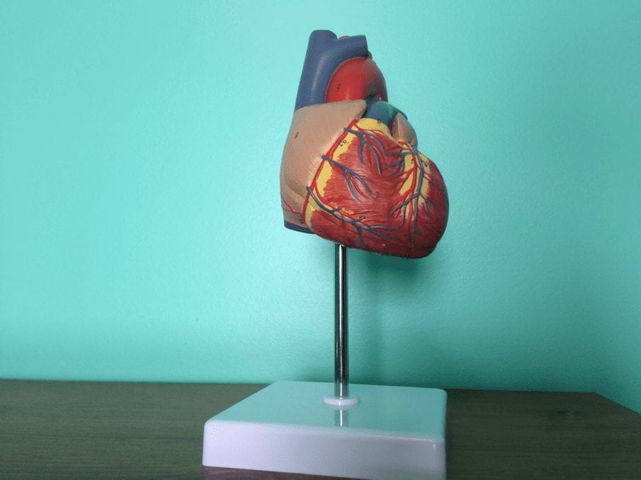 Cardio Tech Clinical Lab Learnings | Stenberg College